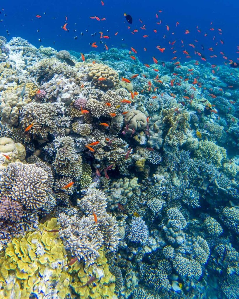 Dahab Day Tour from Sharm El Sheikh by Car - Tango Travel